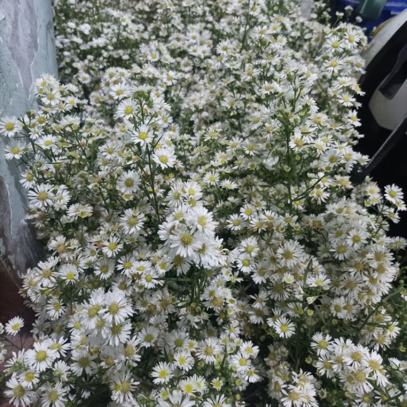 Jual Bunga Pikok 1 gabung isi 10 ikat/100 batang | Bunga Fresh segar ...