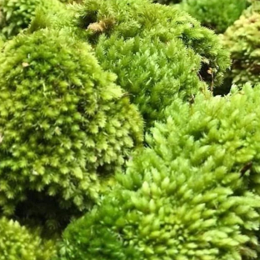Jual MOSS TERRARIUM l MOSS MUTIARA | FOREST MOSS | WEEPING MOSS BELI 4 ...