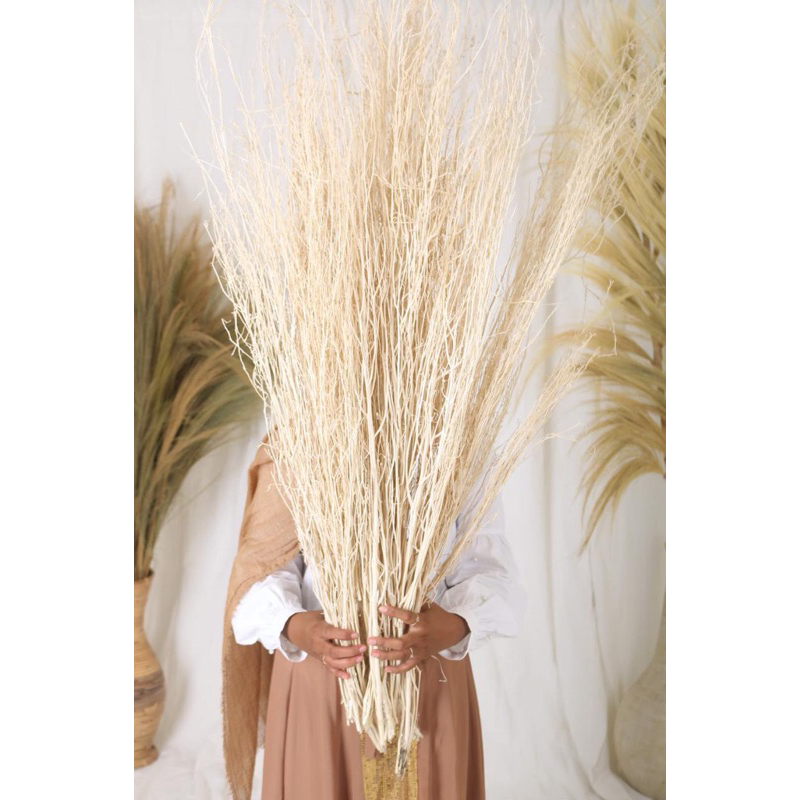 Jual Dekorasi Rustik Palem Palm Rayung Pampas Tanaman Daun Kering Sikas ...