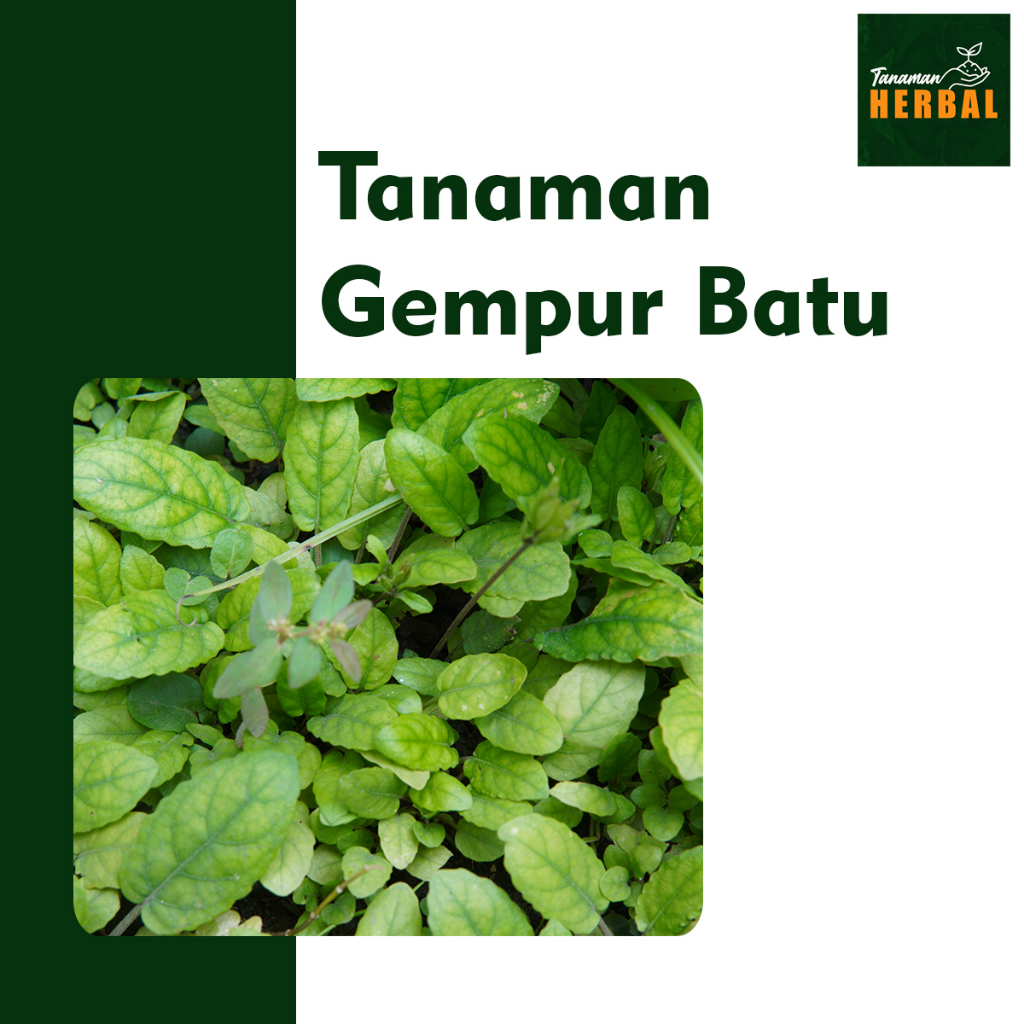 Jual Tanaman Gempur Batu ( Ruellia napifera ) | Shopee Indonesia