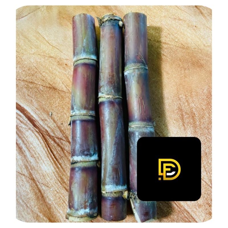 Jual Batang tebu merah / bibit tebu merah 3 batang pilihan | Shopee ...