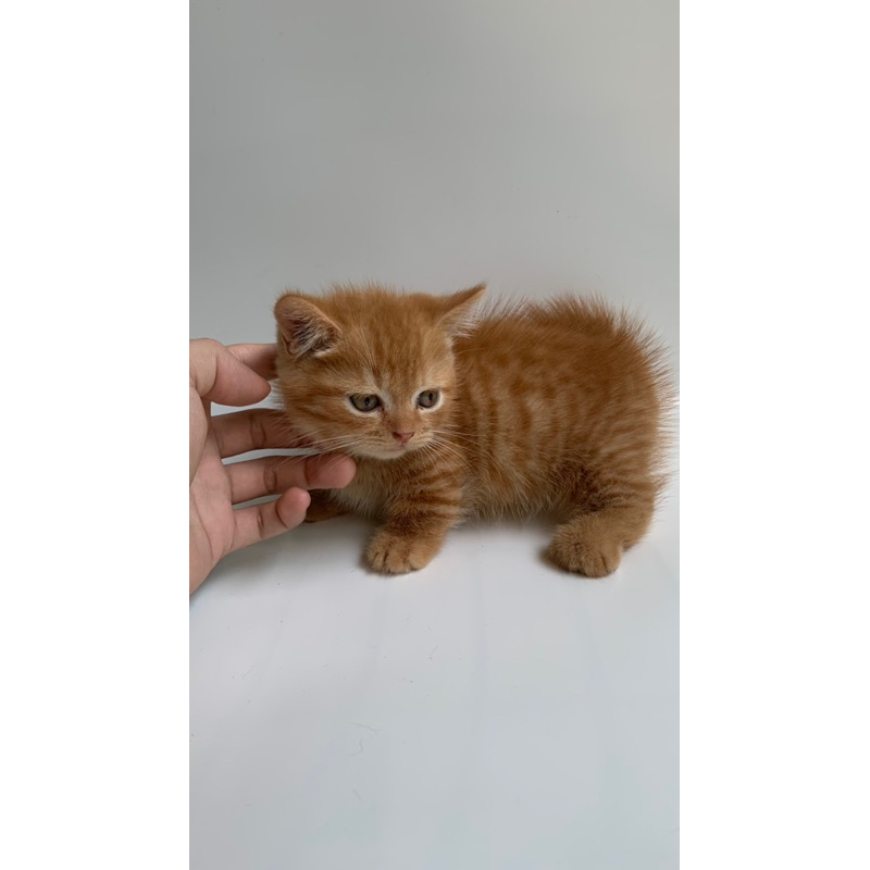 Jual Munchkin BSH (British Shorthair) | Shopee Indonesia
