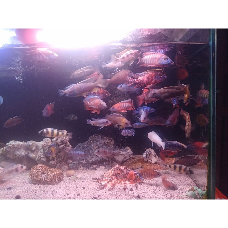 Jual ikan hias cichlid african ( aulonocara cichlid) | Shopee Indonesia