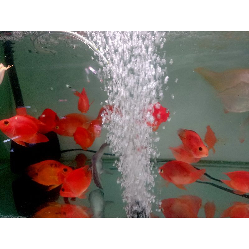 Jual ikan hias red Parrot ( tail/ no tail) | Shopee Indonesia