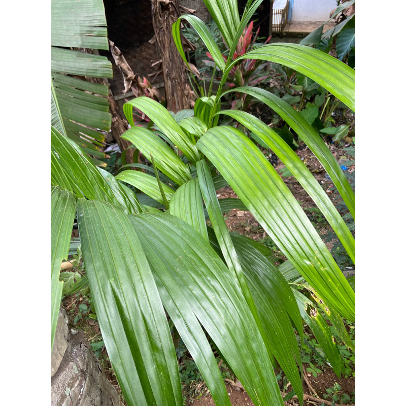 Jual Daun pinang segar daun buah pinang petik langsung 500 gram-az ...