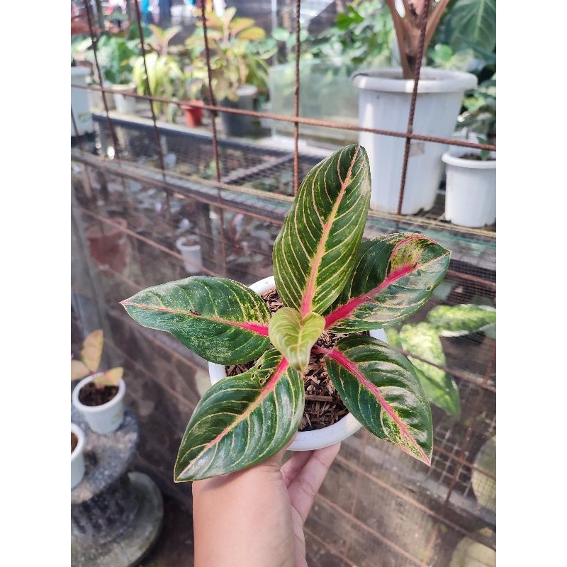 Jual Aglaonema Red Nancy | Shopee Indonesia