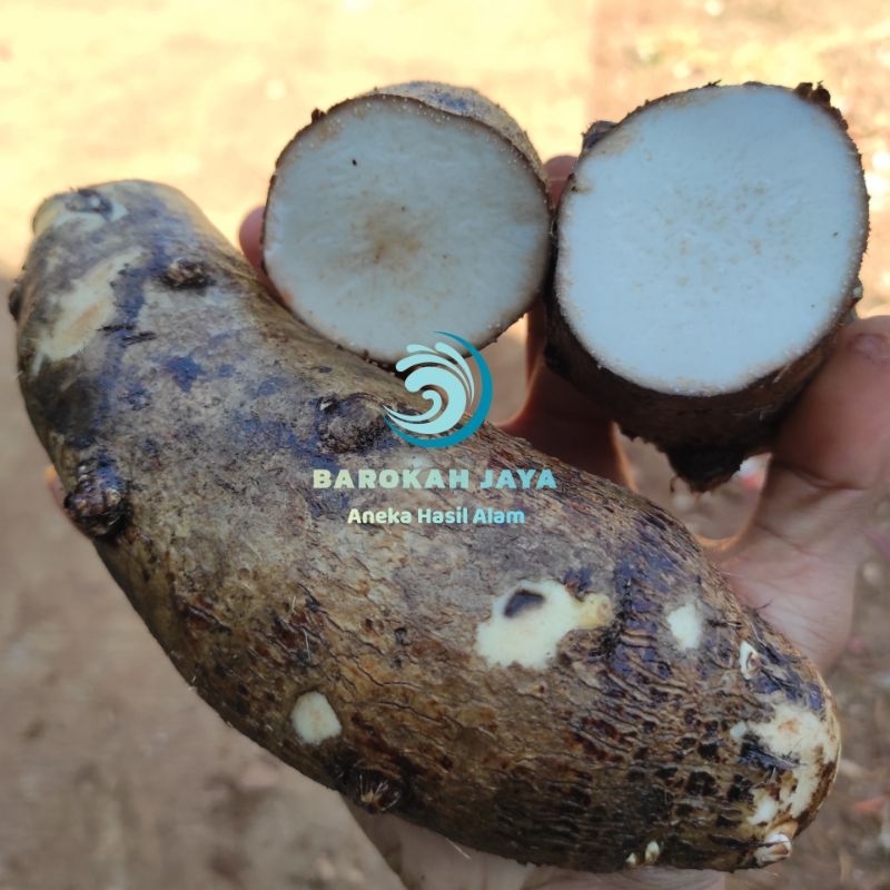 Jual TALAS BELITUNG / TALAS KIMPUL / SUPER PULEN 1 KG | Shopee Indonesia