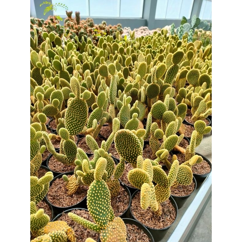 Jual CACTUS OPUNTIA MICKEY BIG | Shopee Indonesia