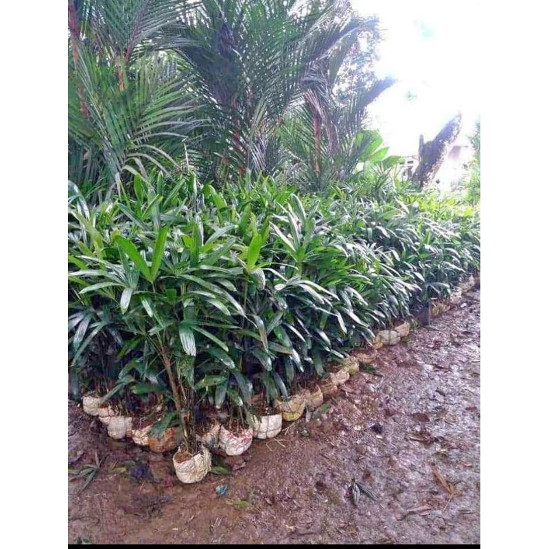 Jual palem regu/ tanaman hias palem regu sangat cocok untuk indor atau ...