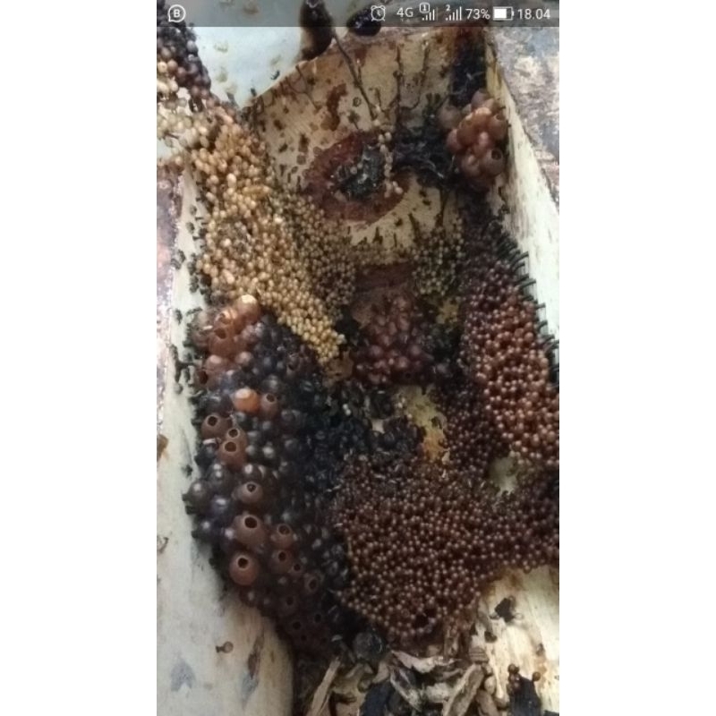 Jual bibit lebah klanceng leavi /koloni leavicep / klanceng /kele kele ...