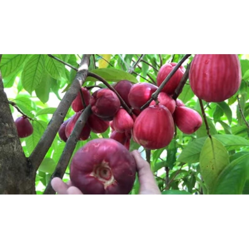 Jual Bibit jambu Air Okulasi, Jambu air Jamaika/Jambu Bol/Jambu Dersono ...