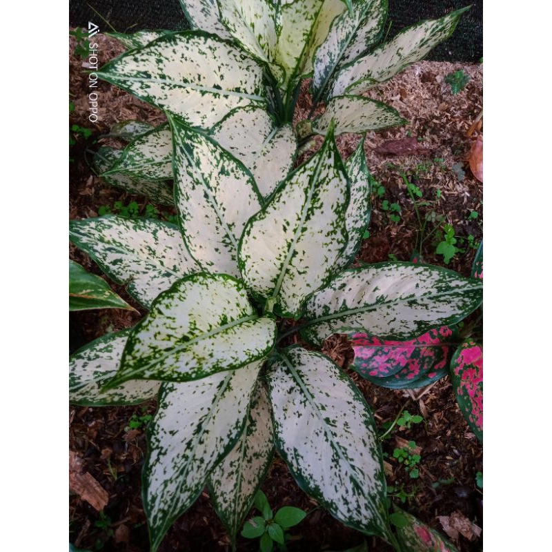 Jual aglaonema snow white | Shopee Indonesia
