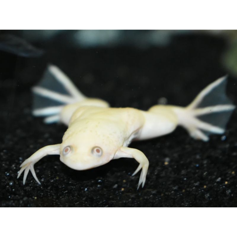 Jual katak air mini african dwarf frog aquascape | Shopee Indonesia