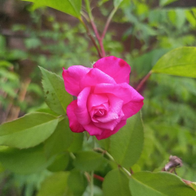 Jual Mawar Unik Merah Pink Marun Rose Kampung Lucu Wangi Bibit Stek ...