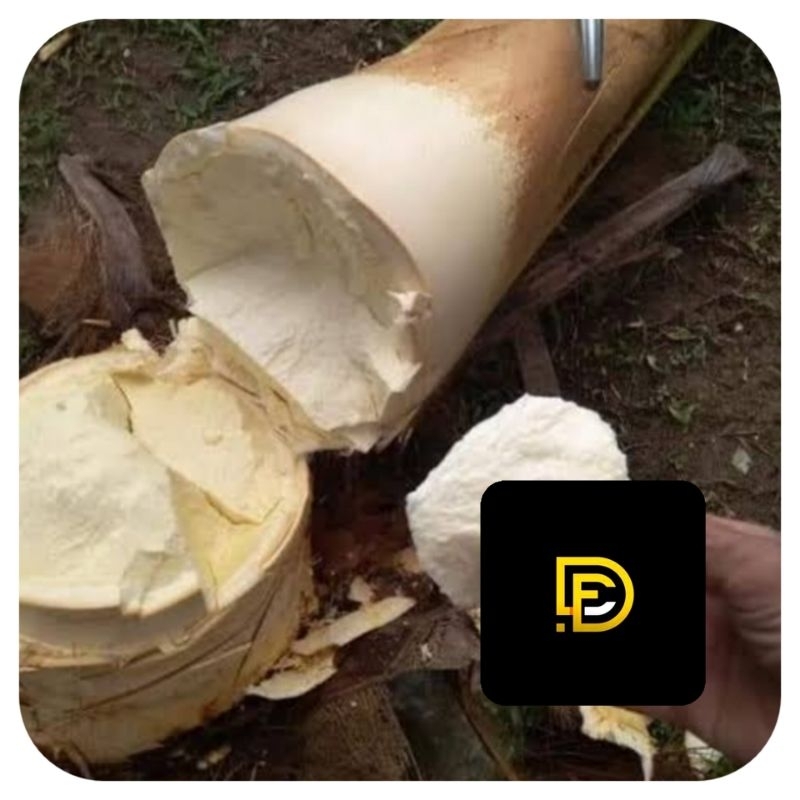 Jual Umbut kelapa umbut pohon kelapa manis segar 500 gram | Shopee ...