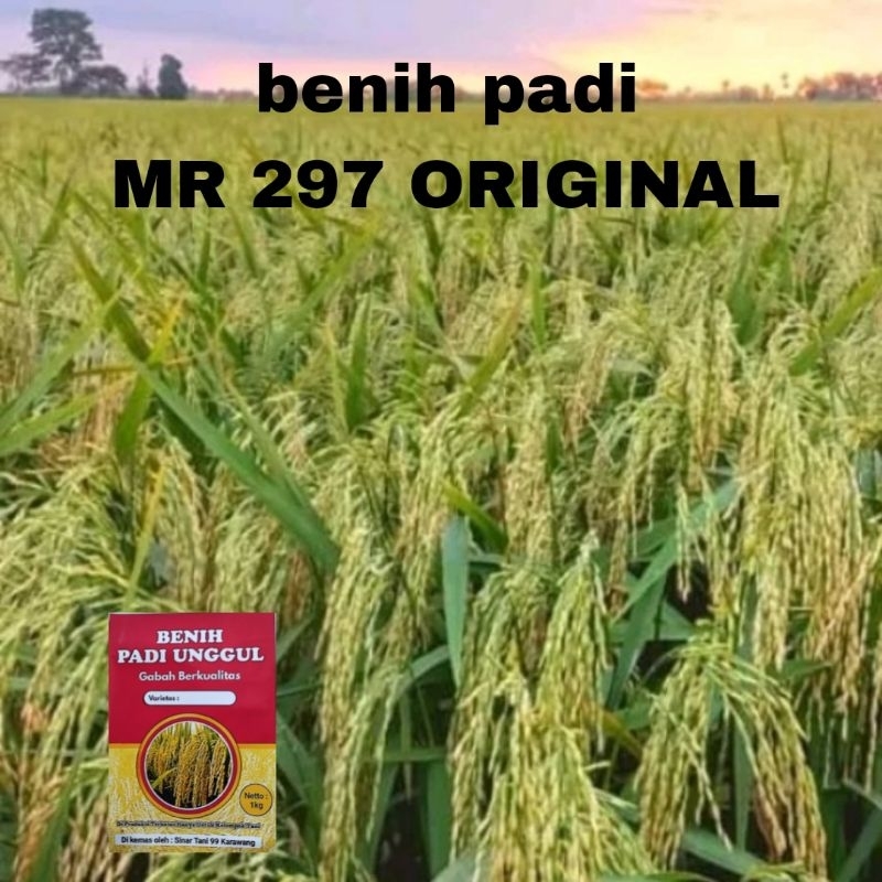 Jual BENIH PADI MR 297 UNGGUL KUALITAS 1kg | Shopee Indonesia