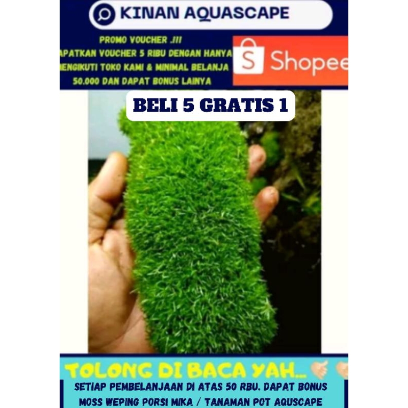Jual MOSS DARAT MOSS MUTIARA MOS PALUDARIUM MOSS TERRARIUM | Shopee ...