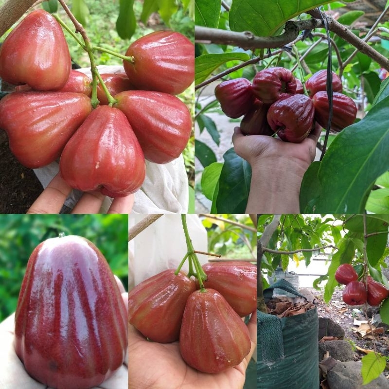 Jual Bibit Tanaman Jambu Air Dalhari Tinggi 1 Meter Up Batang Besar Dan ...