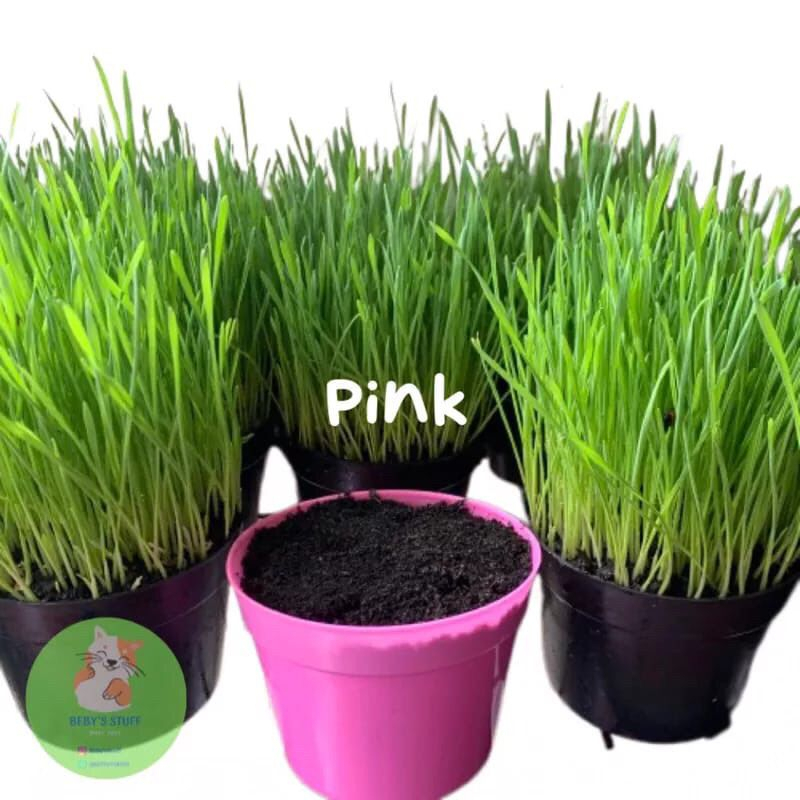 Jual PAKET DIY RUMPUT KUCING GANDUM LENGKAP SUDAH DISEMAI SIAP KONSUMSI ...
