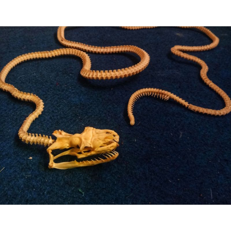 Jual Osteology / Snake Skeleton / Tengkorak - Kerangka Ular | Shopee ...