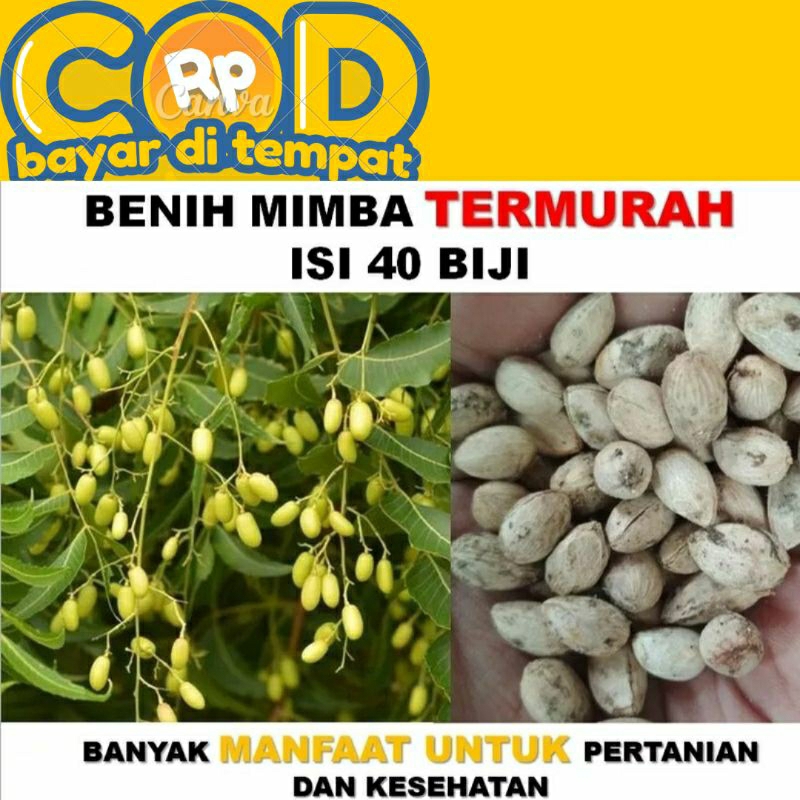 Jual benih daun mimba harga persatu biji | Shopee Indonesia