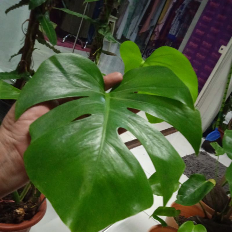 Jual #Tanaman Hias Monstera Hijau(Monjo) | Shopee Indonesia