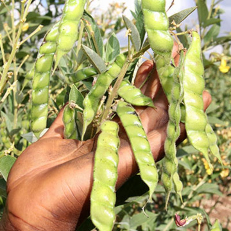 Jual 20 Benih Gude Hitam Cajanus Undis Lebui | Shopee Indonesia