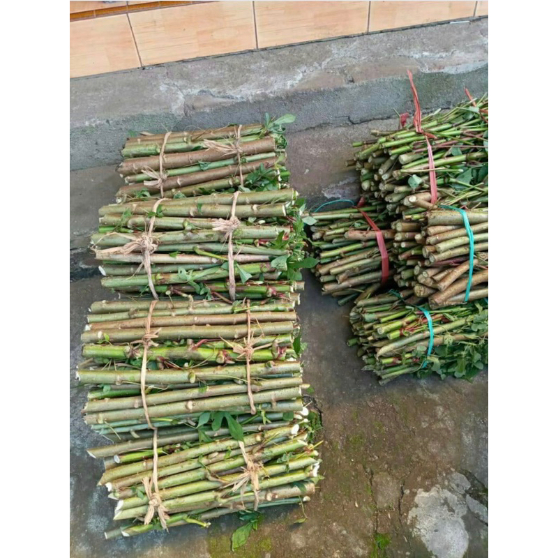 Jual telo papua pakan kambing | Shopee Indonesia