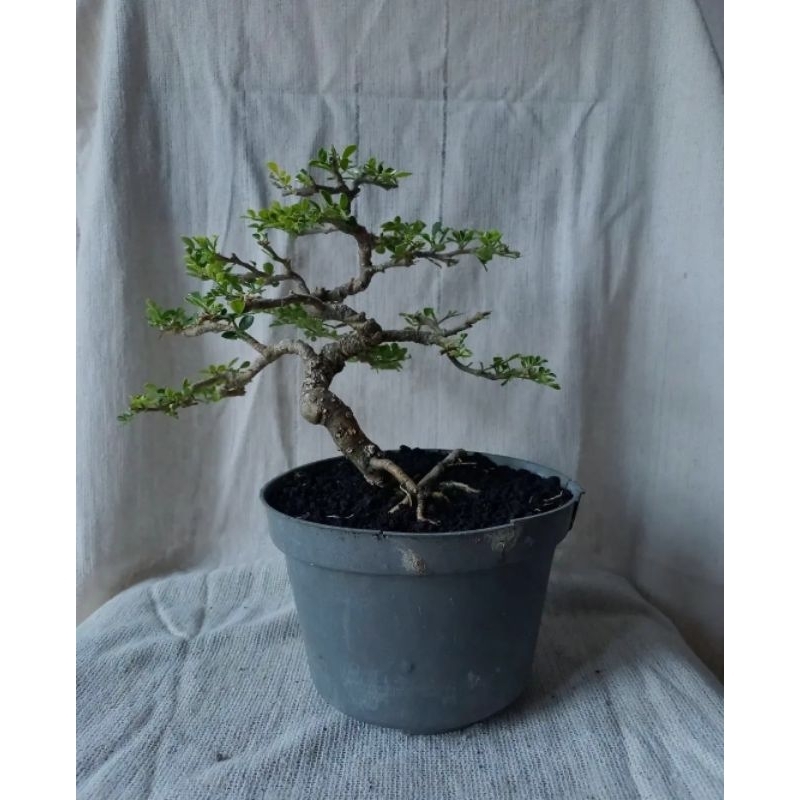 Jual Kawis Bonsai // Kawista batu // Bonsai jadi // Tanaman hias ...