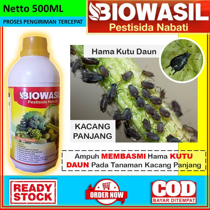 Jual OBAT ANTI HAMA KUTU DAUN UNTUK TANAMAN KACANG PANJANG [BIOWASIL ...
