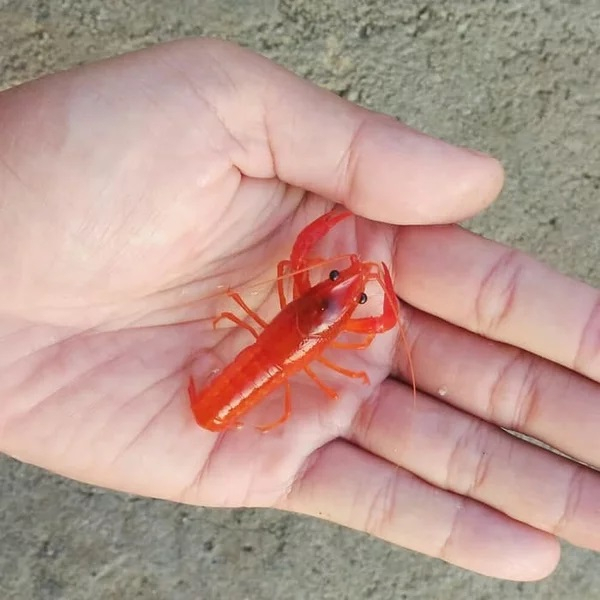 Jual Lobster Merah Mini / Air Tawar / udang hias aquascape, aquarium ...