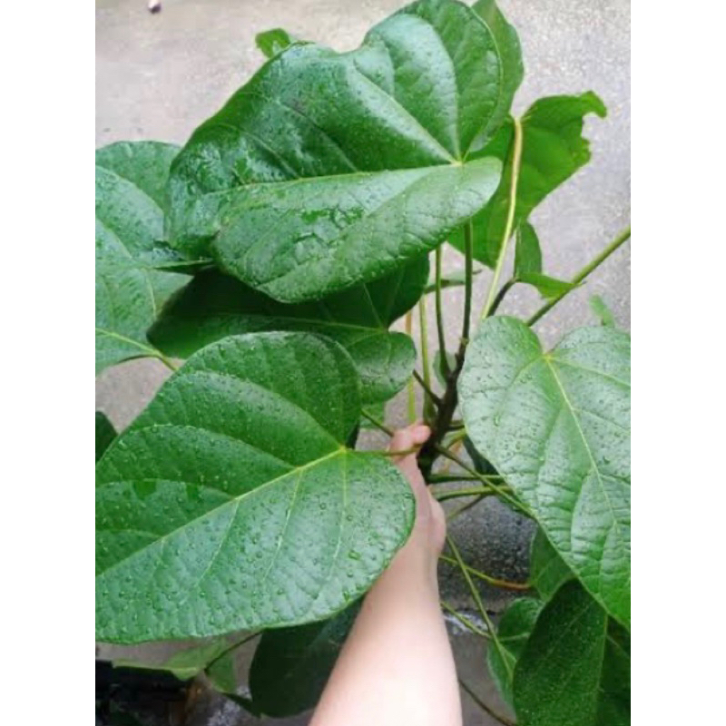 Jual Daun kluwek daun kepayang daun picung segar 500 gram | Shopee ...