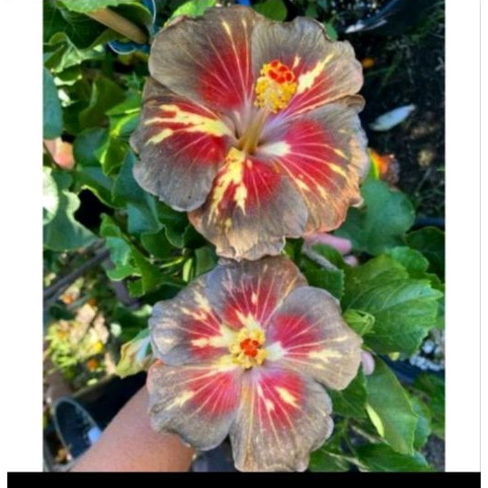 Jual PROMO!!TANAMAN HIAS HIBISCUS VARIEGATA RED YELLOW//BUNGA SEPATU ...
