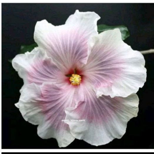 Jual PROMO!!TANAMAN HIAS HIBISCUS VARIEGATA GRADASI WHITE//BUNGA SEPATU ...