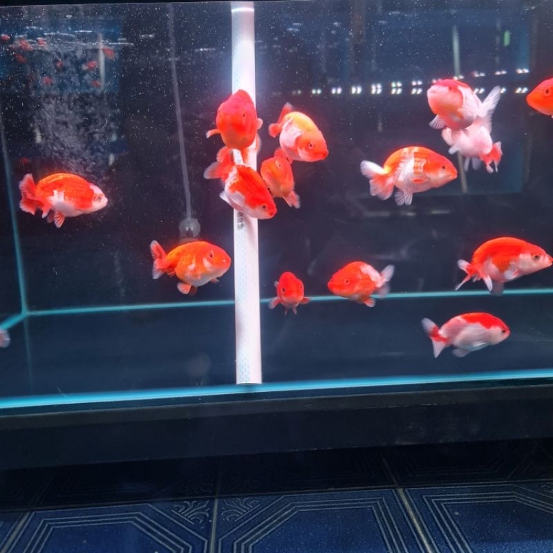 Jual Paket Rancu hybred 3 ekor | Shopee Indonesia