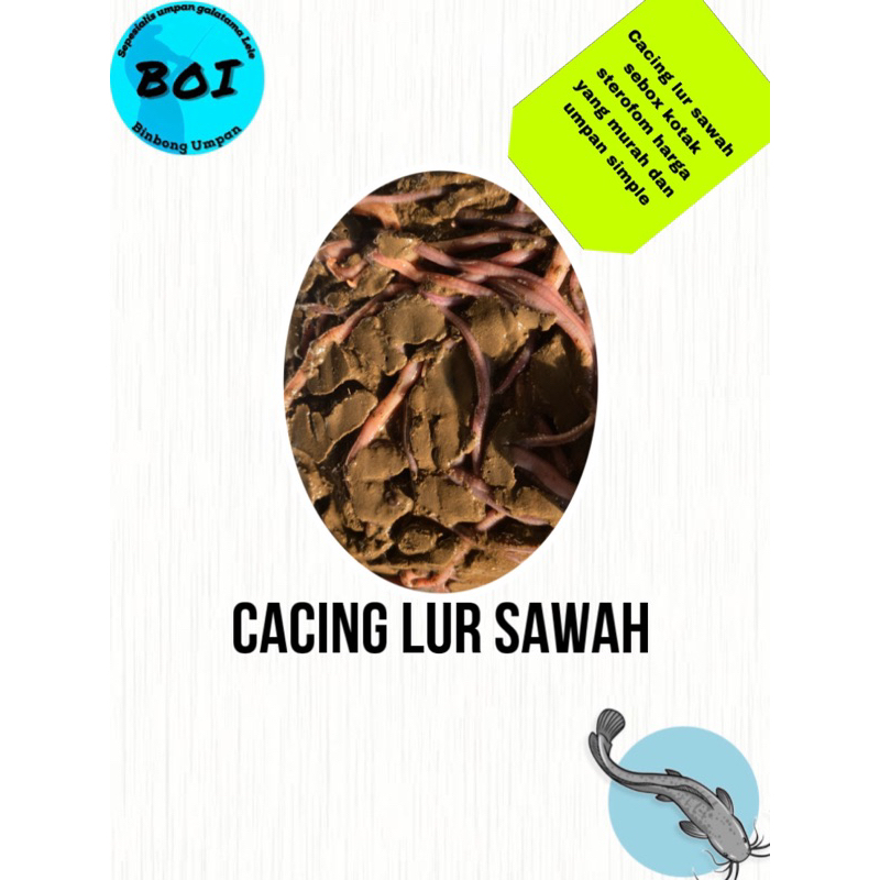 Jual cacing lur sawah | Shopee Indonesia