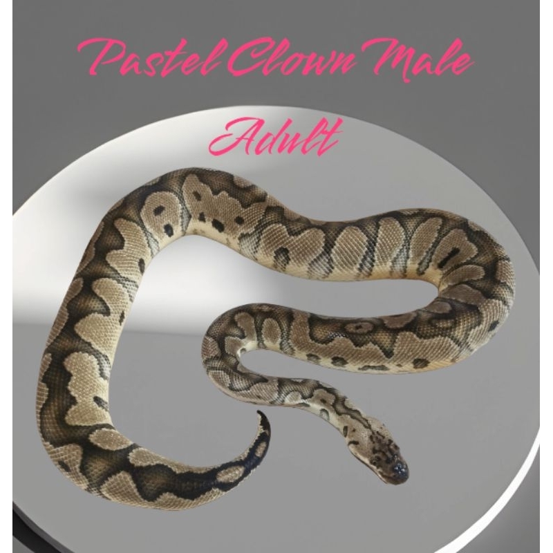 Jual Mainan Anak Ular Ball Python Exotic Jinak | Shopee Indonesia