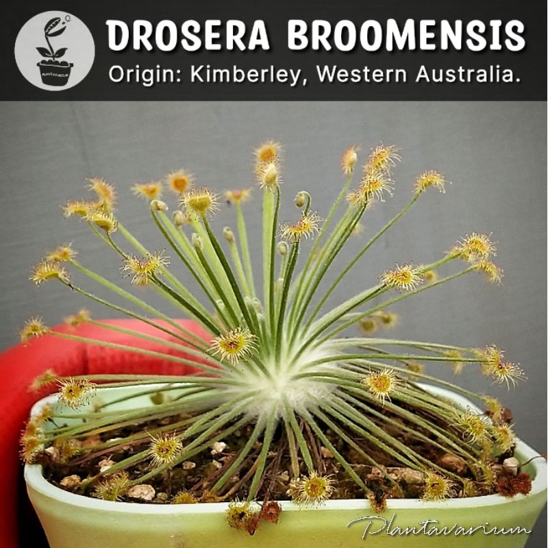 Jual Tanaman Karnivora Pemakan Serangga Sundew Drosera Broomensis ...