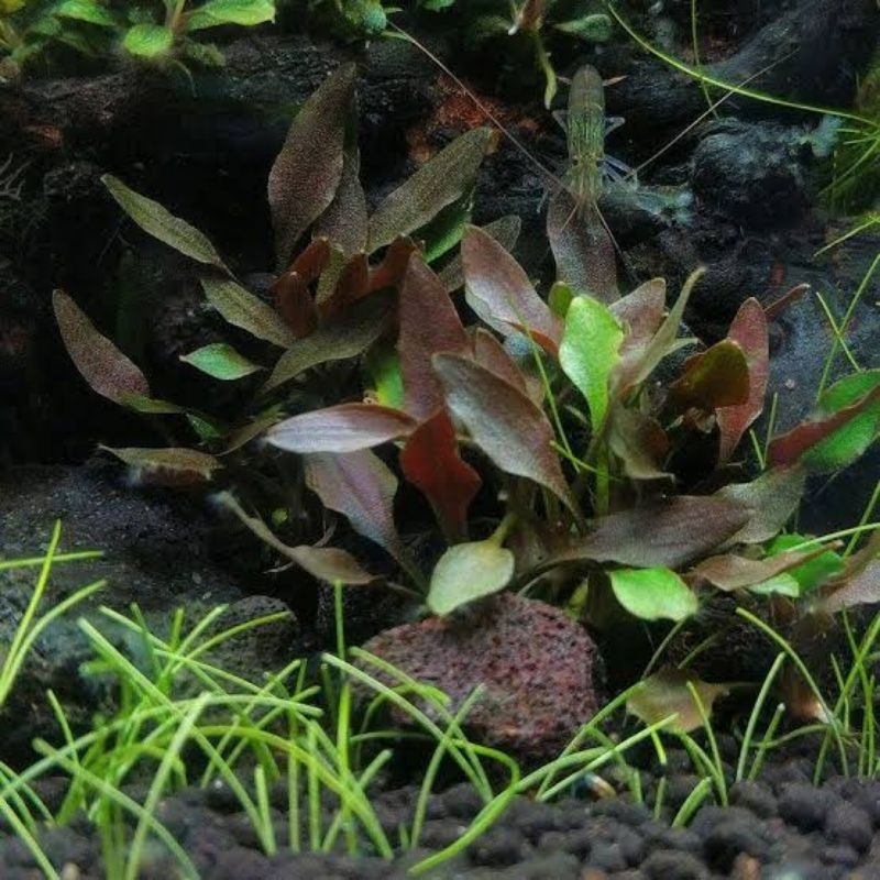 Jual Cryptocoryne Lutea Hobbit | Shopee Indonesia