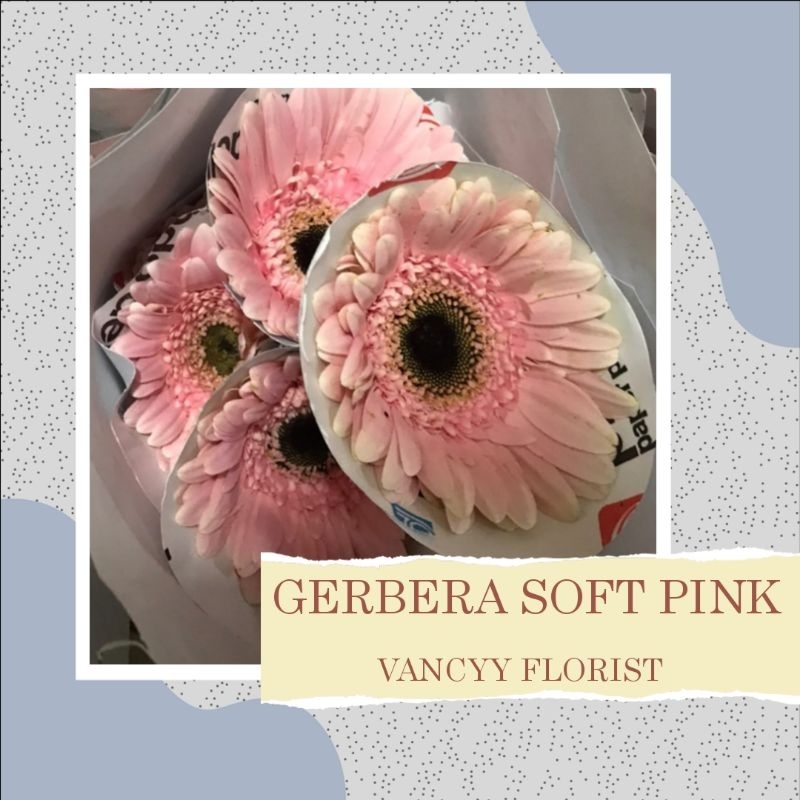 Jual Bunga Gerbera Soft Pink Fresh Pertangkai / Bunga Gerbera Soft Pink ...