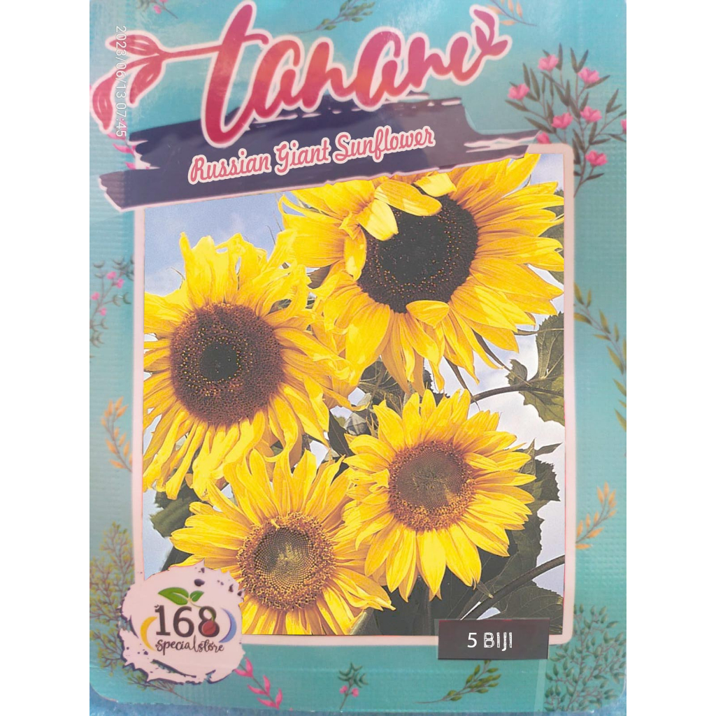 Jual Biji Bunga Matahari Russian Giant Sunflower (Isi 5 biji) | Shopee Indonesia