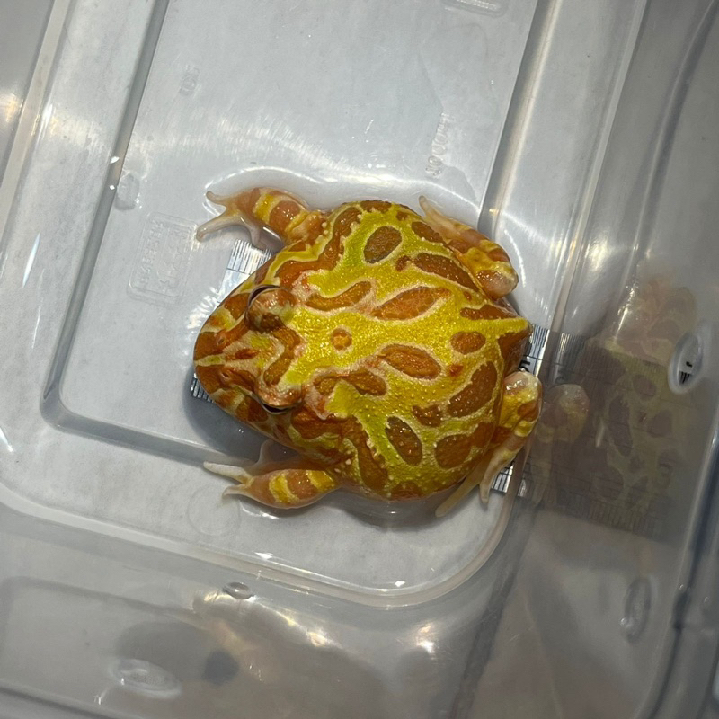 Jual pacman frog albino baby up kodok pacman | Shopee Indonesia