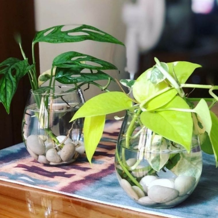 Jual PAKET 2 Tanaman Hias Monstera Obliqua & Sirigading Kuning Bunga ...