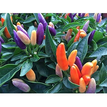 Jual Benih Bibit Cabe Hias Pelangi Numex Easter (Haira Seed) | Shopee ...