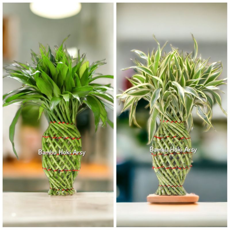 Jual Bambu Hoki Bambu Rejeki Nanas | Shopee Indonesia