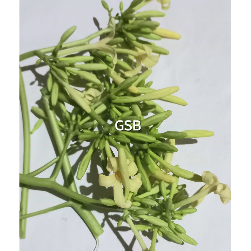 Jual Bunga pepaya gantung segar order baru petik 1 kg | Shopee Indonesia