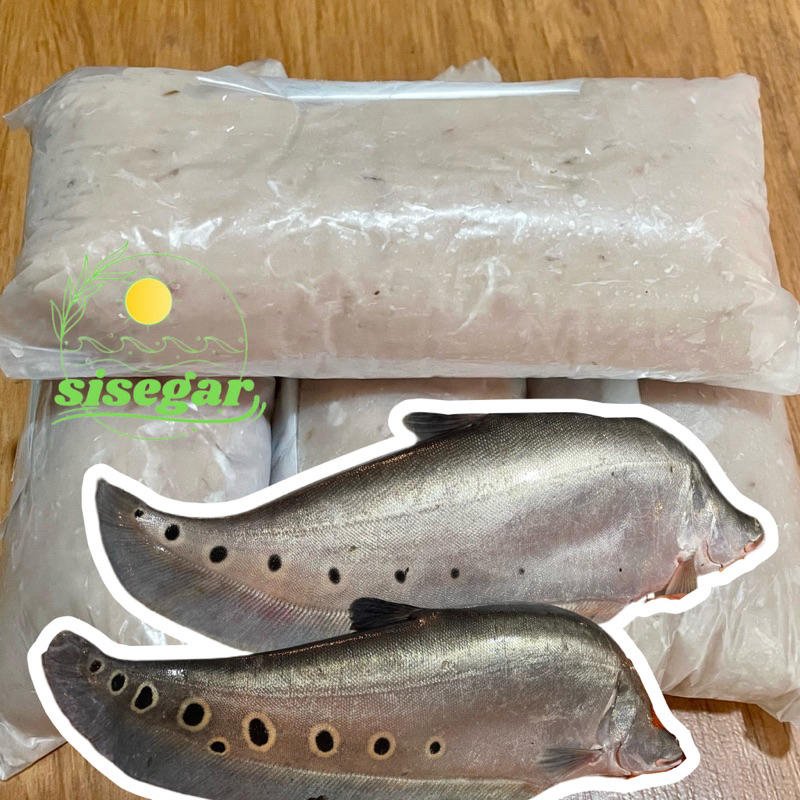 Jual Ikan Belida Sungai Giling / Iwak Belido / Iwak Kutak | Shopee ...