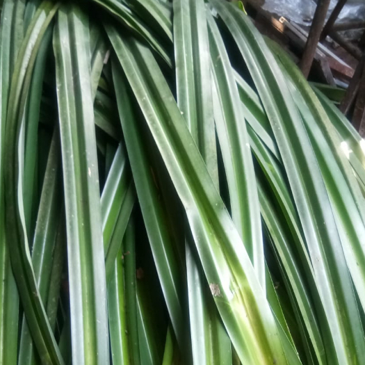 Jual Daun Pandan Wangi BESAR JUMBO - Kue Roti Kolak,bungkus bacang ... Jual Daun Pandan Wangi BESAR JUMBO - Kue Roti Kolak,bungkus bacang ...