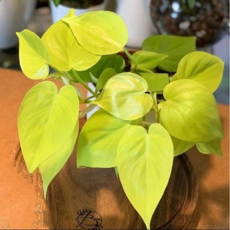 Jual Tanaman Hias Sirigading Lemon Love Atau Srigading Kuning / Tanaman ...