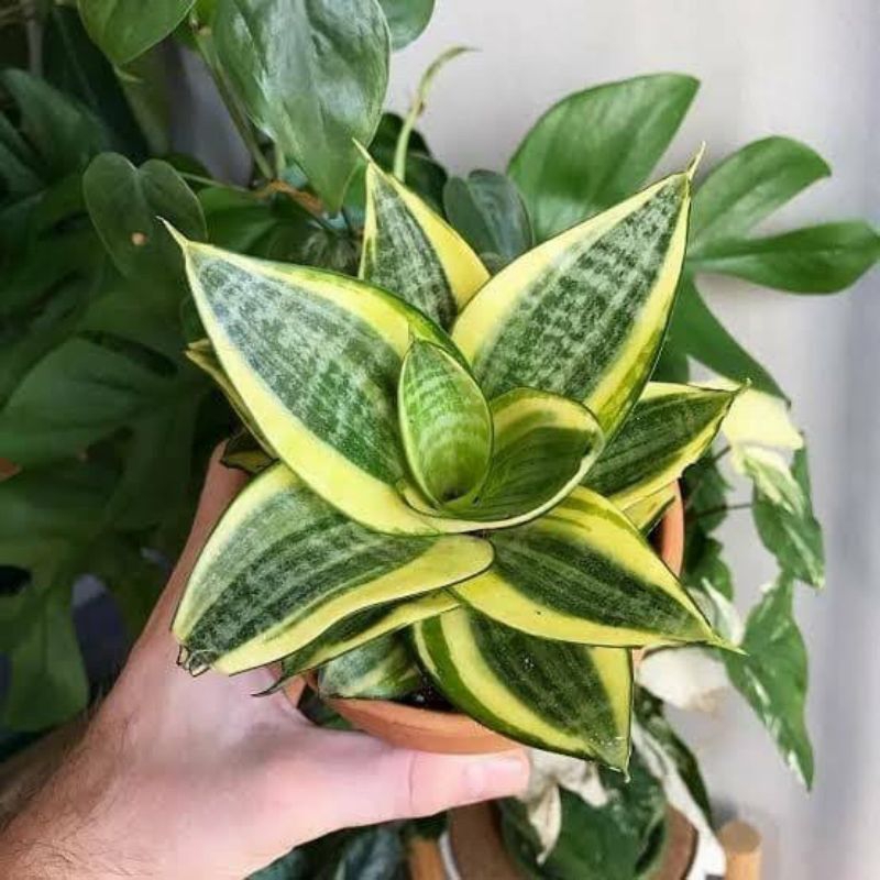 Jual ( BISA COD ) Tanaman Hias Sansivera Golden Hany Tanaman Indoor ...